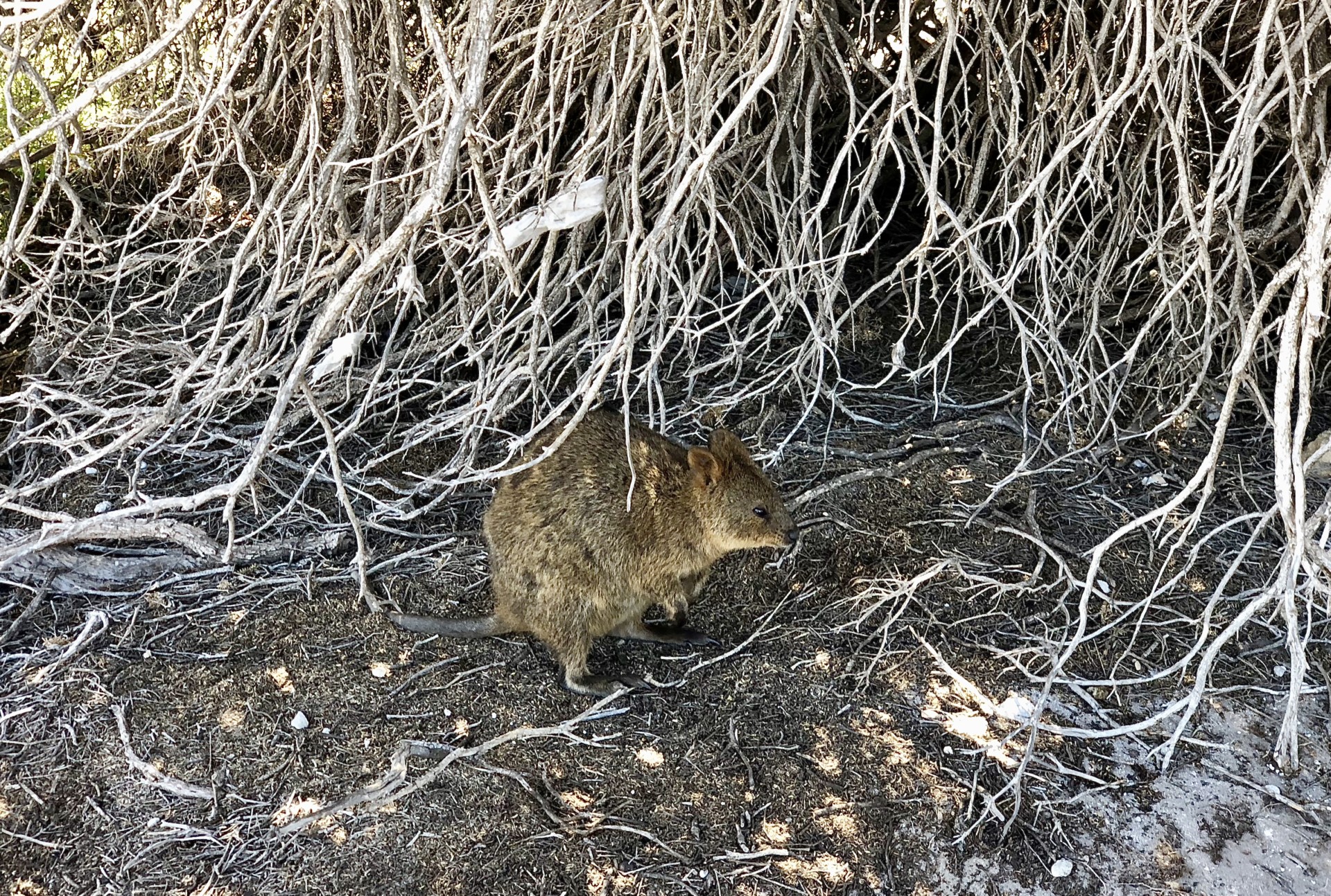 Quokkas auf der Rattennest-Insel › Weltrentner