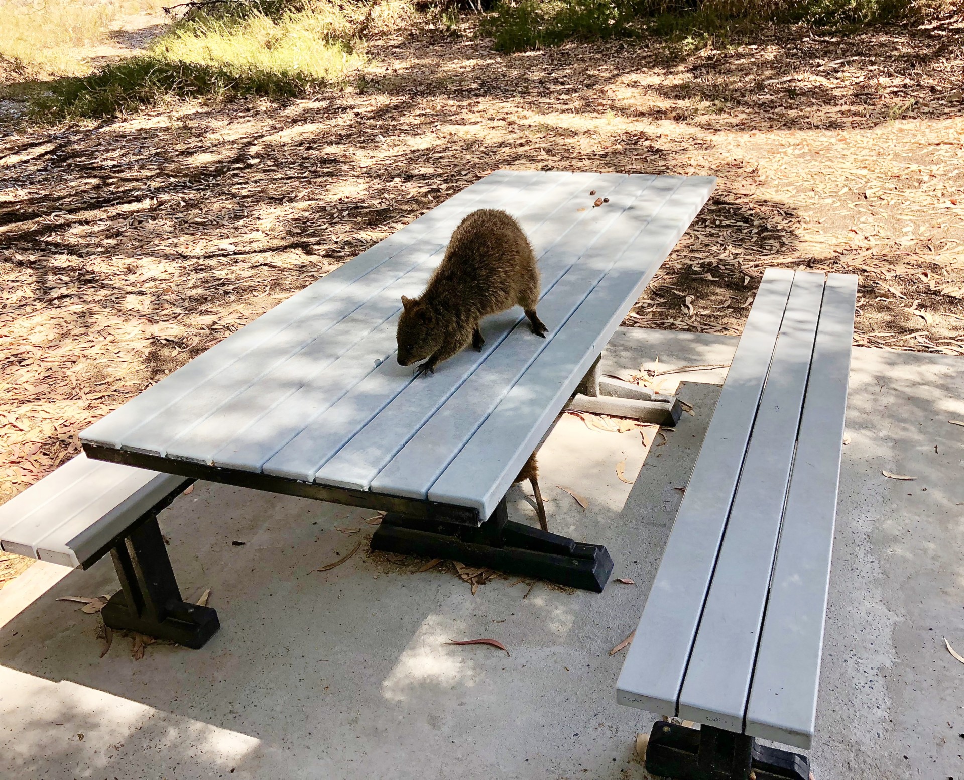 Quokkas auf der Rattennest-Insel › Weltrentner